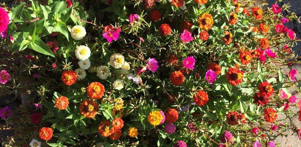 Monastero di Bose - Gesù, l’agnello e il servo